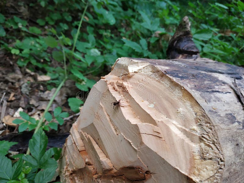 Spider in the forest stock photo. Image of felled, inspiration - 156900900