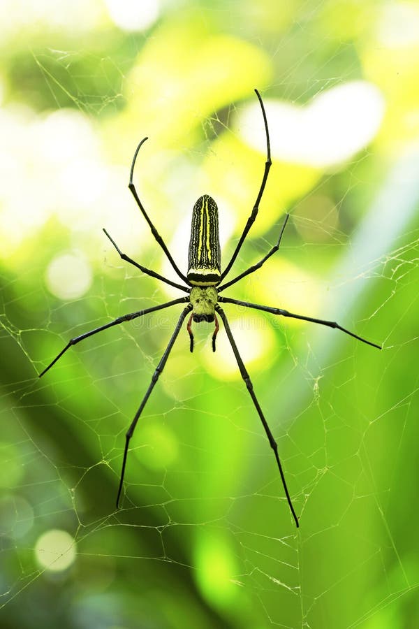 Spider in the forest stock image. Image of mouth, entangled - 63792197