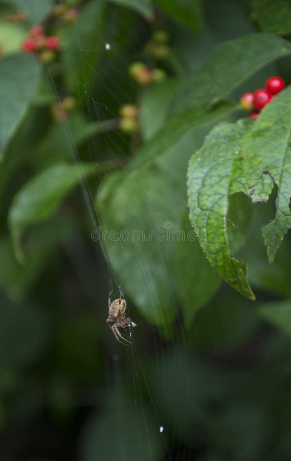 A spider in the forest. stock photo. Image of spiderweb - 260555196