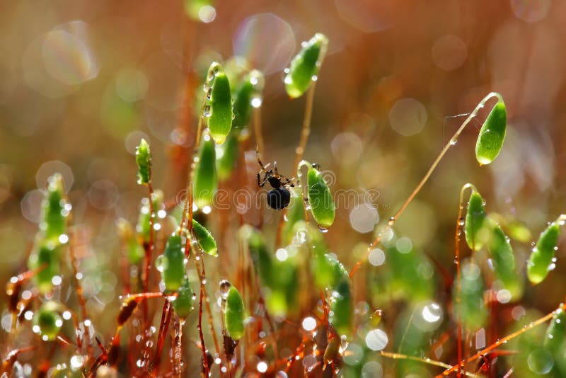 Spider on Forest Moss in Sun Rays Closeup Stock Photo - Image of botany ...