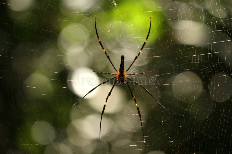 A spider in the forest. stock photo. Image of silk, animal - 260555198