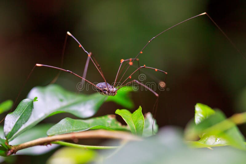 Spider in the forest stock photo. Image of natural, insect - 36168216