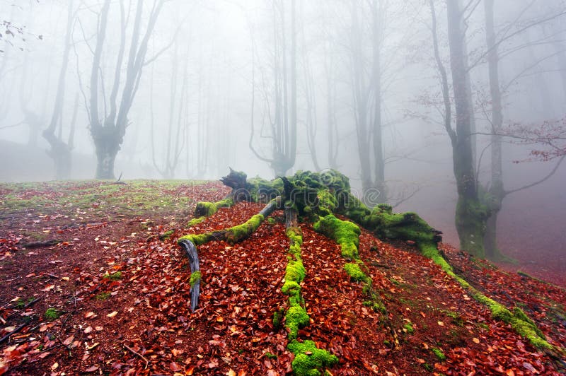 Spider in the forest stock image. Image of bark, landscape - 48132715