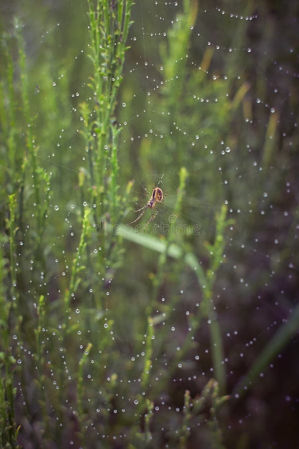 The Spider in the Forest Weaves Its Strong Webs. Spider Web in the Dew ...