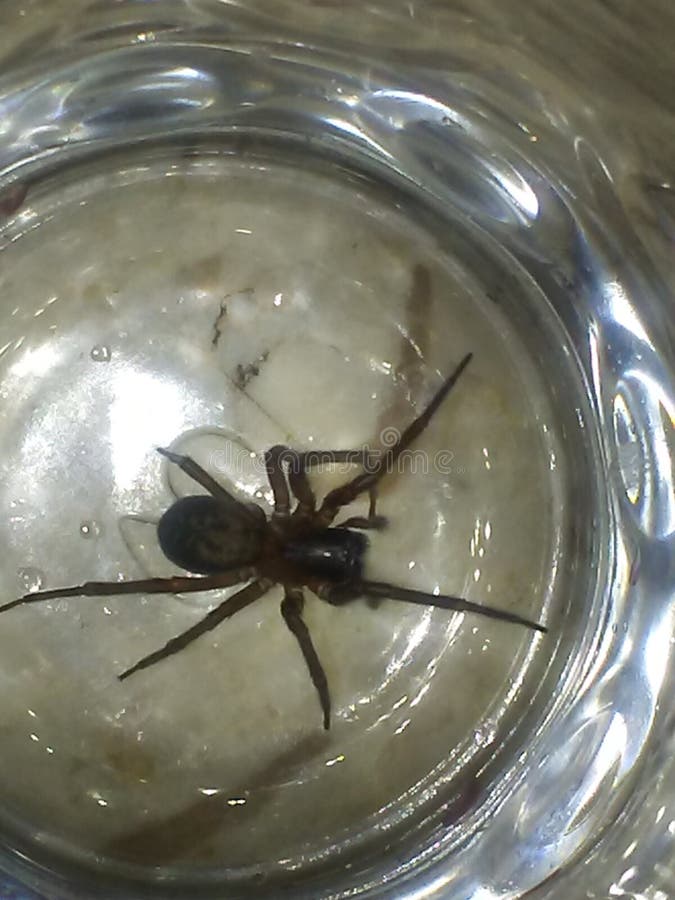 Spider with a skull stock photo. Image of screenshot - 224063208