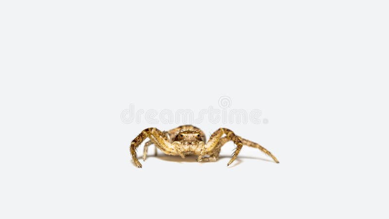 Spider stock photo. Image of macro, isolated, animal - 60251400