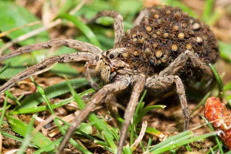 Spider of the genus Lycosa stock image. Image of nature - 27757971