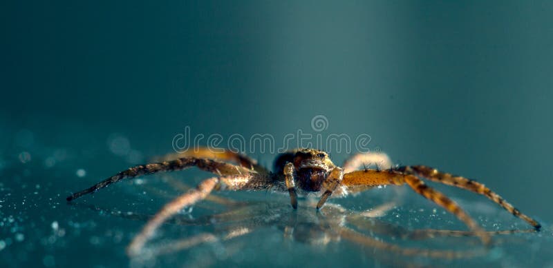 Spider on the glass macro stock image. Image of animal - 116848759