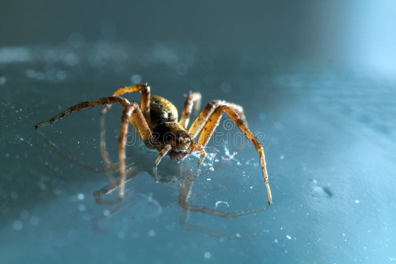 Spider on the glass macro stock photo. Image of drops - 118370258