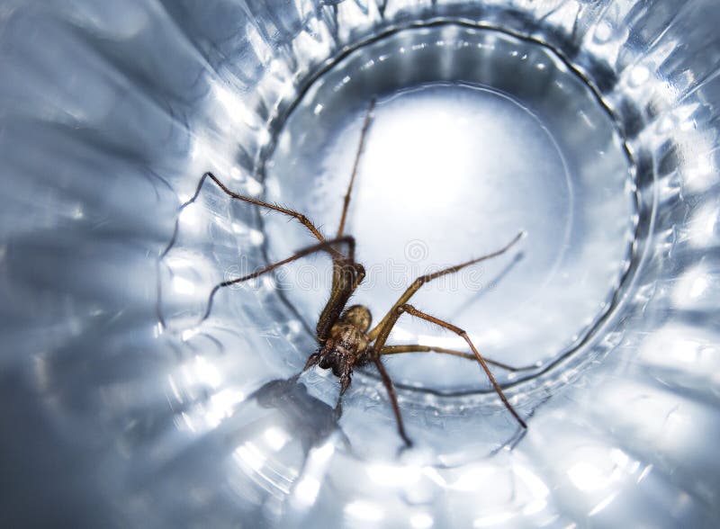 Spider in a glass stock image. Image of glass, macro - 64421527