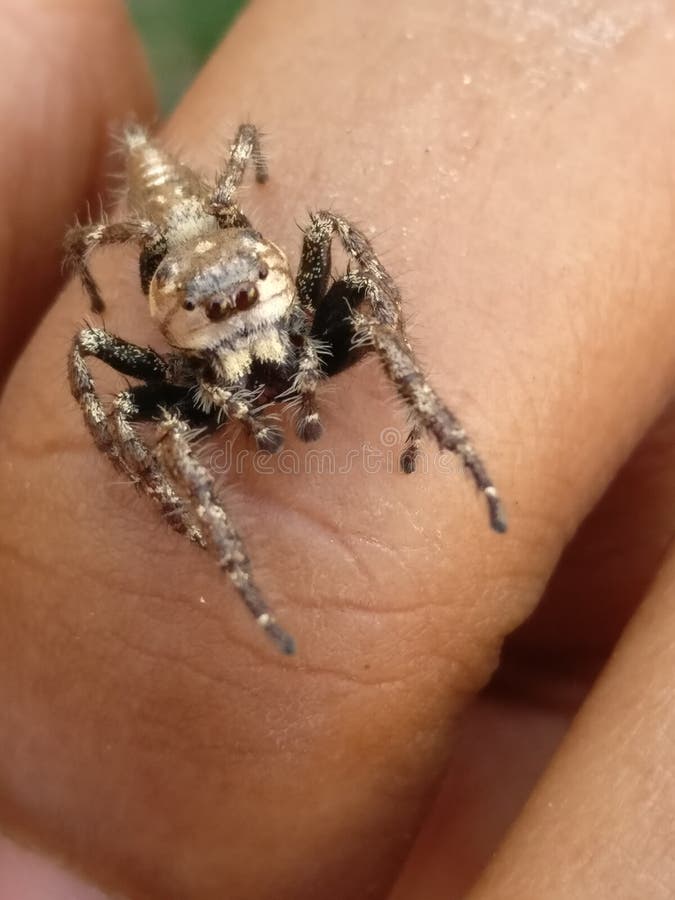 Spider stock photo. Image of golden, sand, fingers, beautiful - 103641518