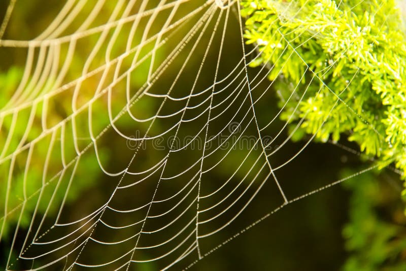 Spider Gossamer with Some Water Droplets Early in the Morning Stock ...