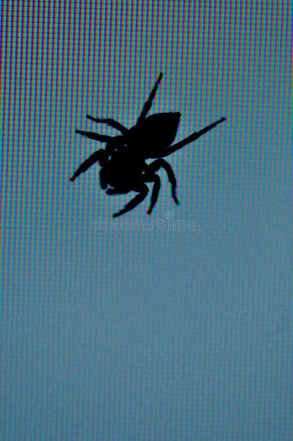 Spider graphic stock illustration. Illustration of graphic - 7102793