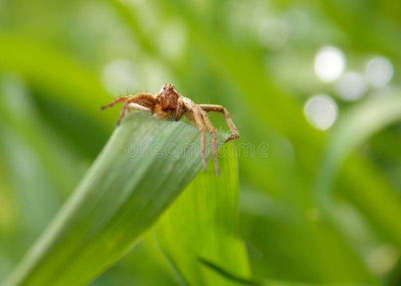 Spider on grass stock photo. Image of color, green, spider - 114658236