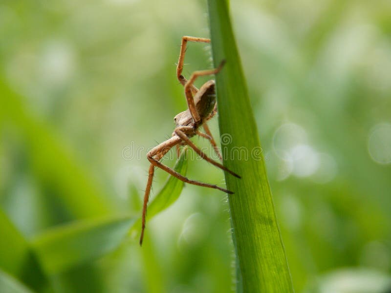 Spider on grass stock photo. Image of green, macro, nature - 114658332