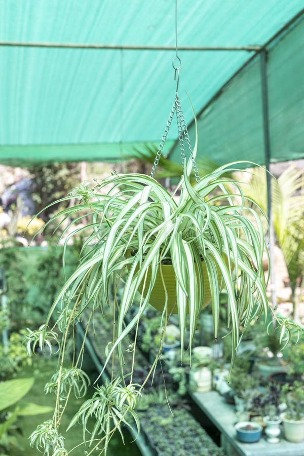 Spider Grass Pandanus in a Hanging Pot Stock Image - Image of botany ...