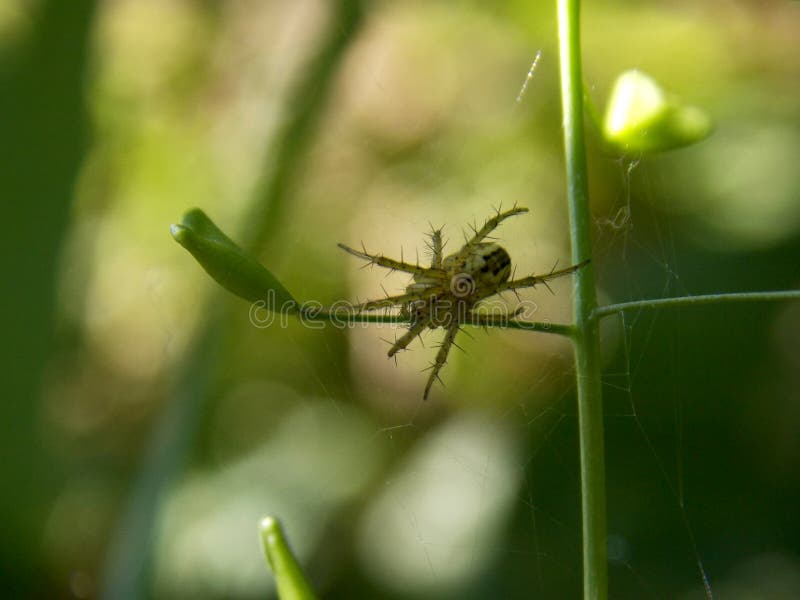 Spider on the grass stock image. Image of little, color - 116527883