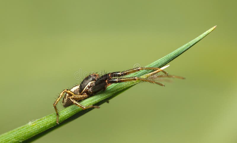 Spider on grass top stock photo. Image of insect, arachnid - 77865480