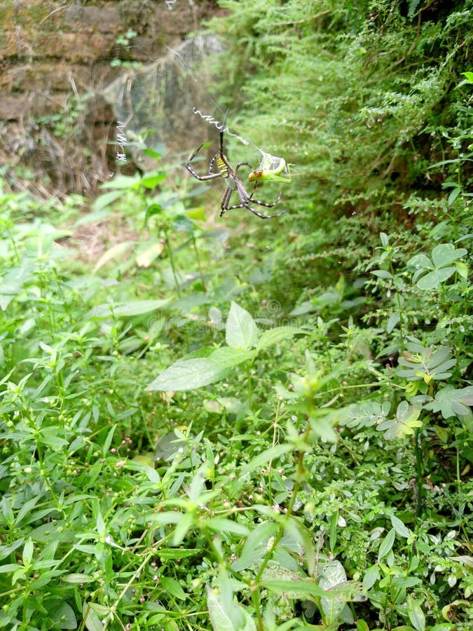 Spider and Grasshopper stock image. Image of spiders - 322288231