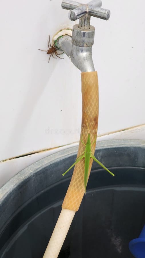 Spider and the Grashopper stock photo. Image of green - 308265746