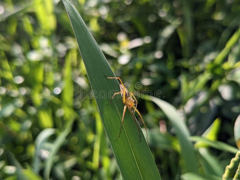 Spider on a Green Blade of Grass Stock Photo - Image of macro, animal ...