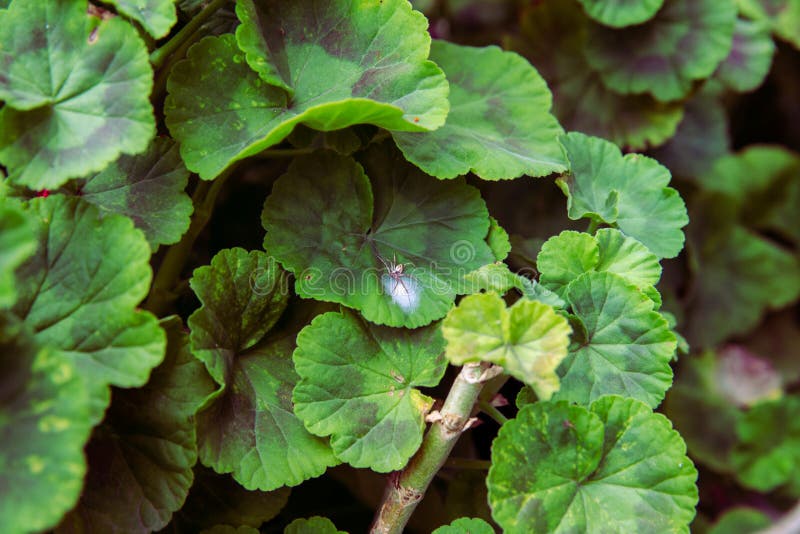 Spider on Green Geranium Leaves Protecting Its White Eggs in a Web ...