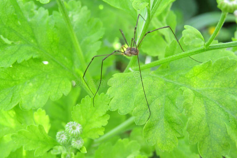 Spider in green grass stock photo. Image of wonderful - 108144780