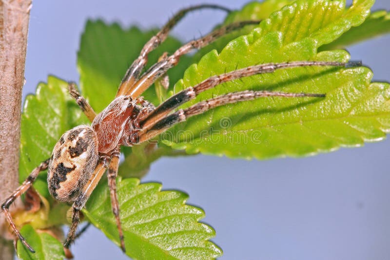Spider on green leaf stock photo. Image of invertebrate - 23201800