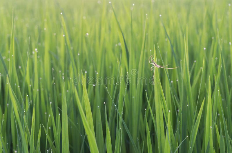 Spider on green leaf stock image. Image of water, leaf - 105426267