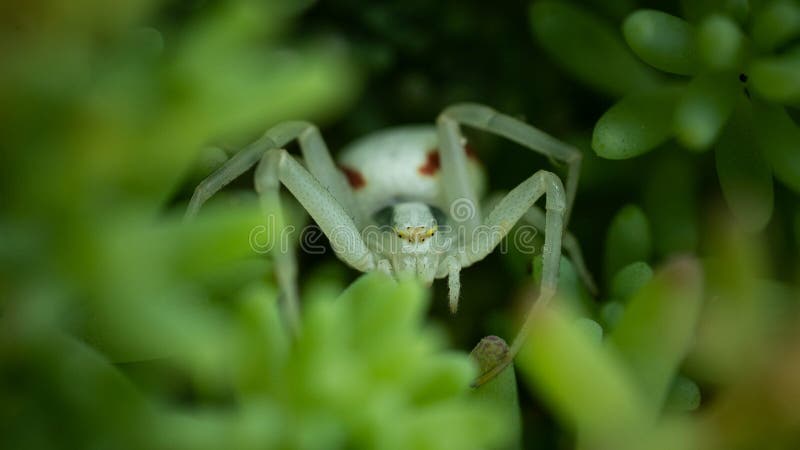 Spider among the Green Moss, Incredible Wildlife Stock Photo - Image of ...