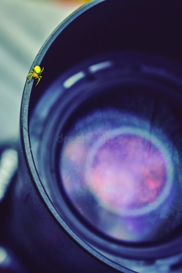 Spider stock image. Image of lens, life, camera, reflex - 91440623