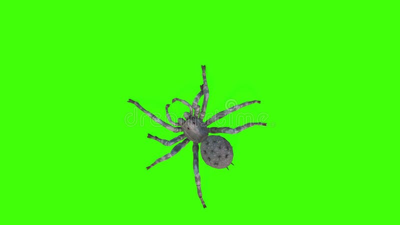 3D Black Ant Insect Running Walk Cycle Side View Green Screen Loop ...
