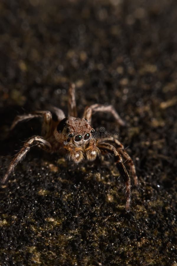 Spider is on the ground. stock image. Image of spider - 258532497