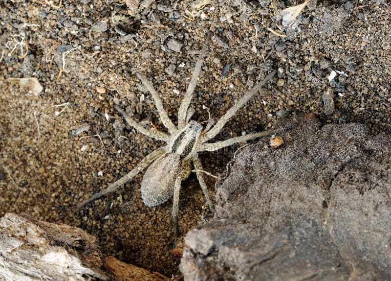 Spider on the ground stock photo. Image of gray, closeup - 240704798