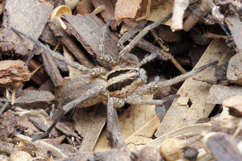 Spider on the ground stock photo. Image of middle, brown - 87146442