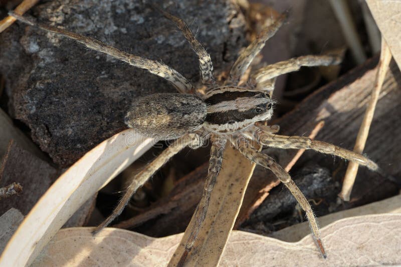 360 Israel Spider Stock Photos - Free & Royalty-Free Stock Photos from ...