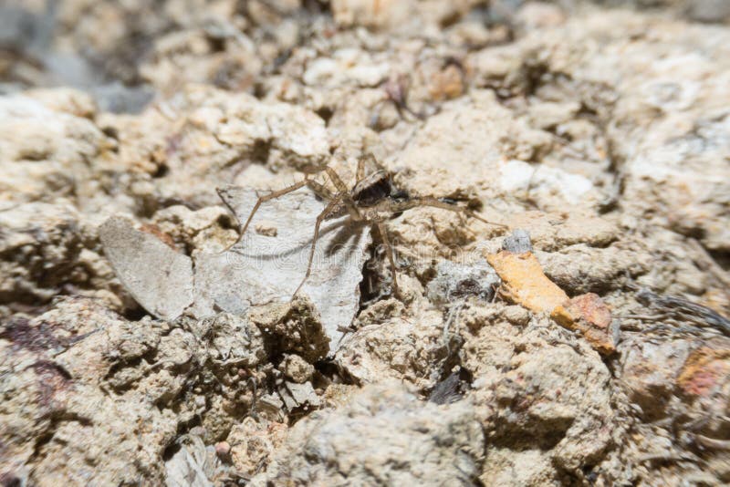 Spider on Ground with Macro Lens. Stock Photo - Image of macro, outdoor ...