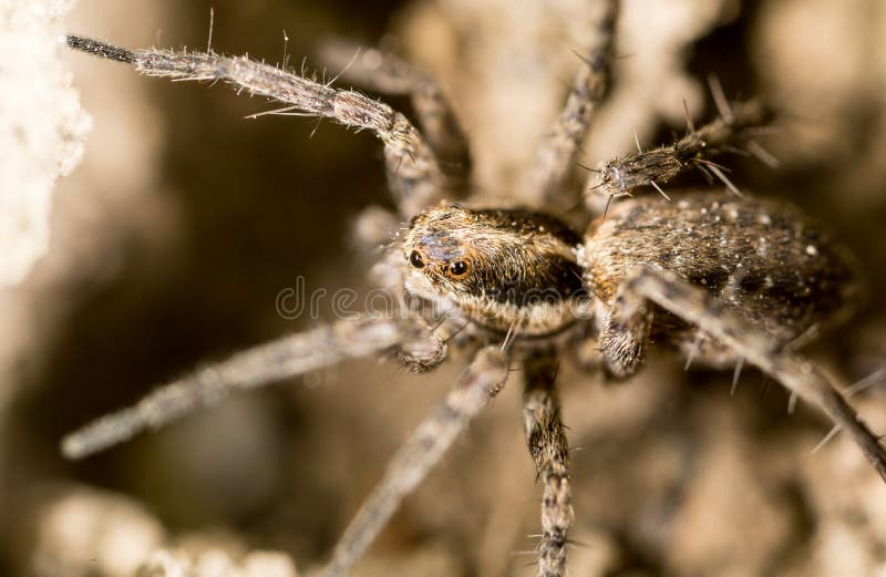 Spider on the Ground Outdoors. Macro Stock Image - Image of arid, crawl ...