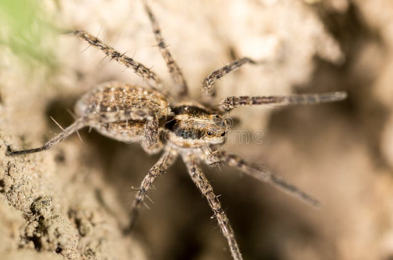 Spider on the Ground Outdoors. Macro Stock Image - Image of monster ...