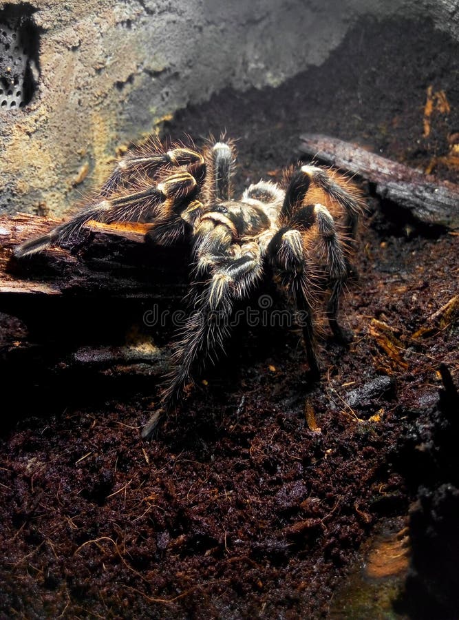 Spider on the ground stock image. Image of wildlife - 203600723