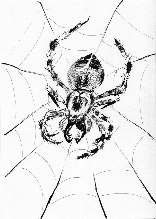 Spider hand drawn paint stock illustration. Illustration of background ...