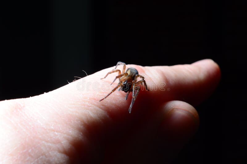 Spider Hand Stock Photos - Download 2,374 Royalty Free Photos
