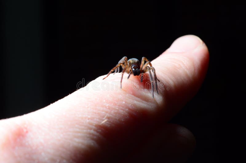 Spider on the hand stock photo. Image of horror, danger - 140782416
