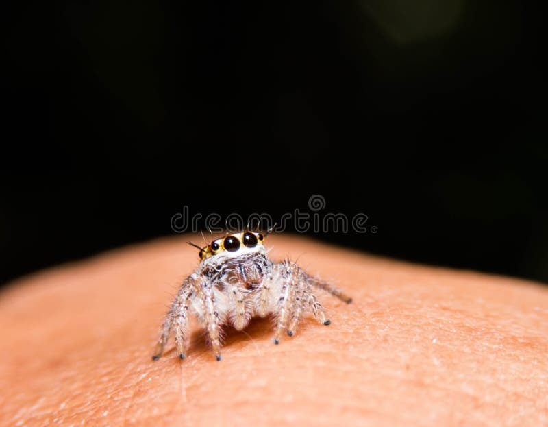 Spider on hand stock image. Image of thumb, arachnid - 56182797