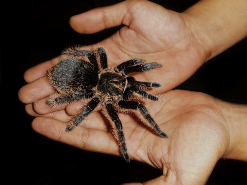 Spider in the Hands stock image. Image of arachnoid, hairy - 91767393