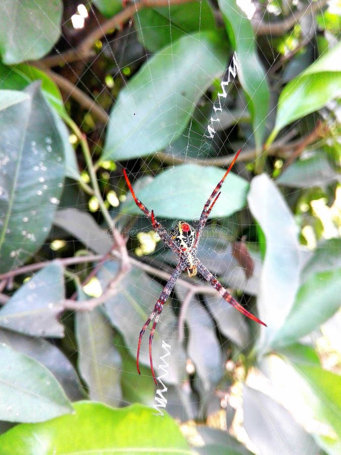 Spider stock photo. Image of spider, good, hang, tree - 103541922