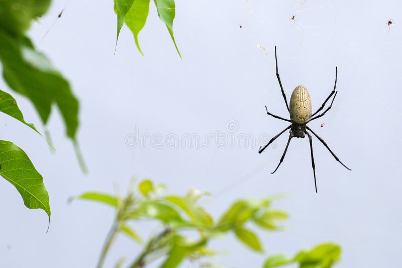 Spider Hanging Delicate Web Woven Tree Stock Photos - Free & Royalty ...