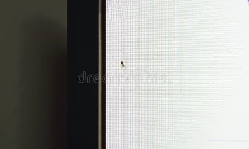 Spider Hanging on Desktop Computer Screen Stock Photo - Image of used ...