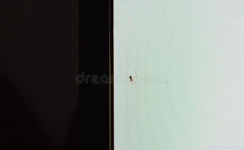 Spider Hanging on Desktop Computer Screen Stock Image - Image of spider ...