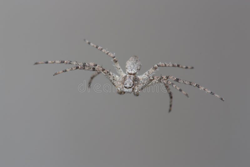 Spider hanging form web stock image. Image of insect - 66149521